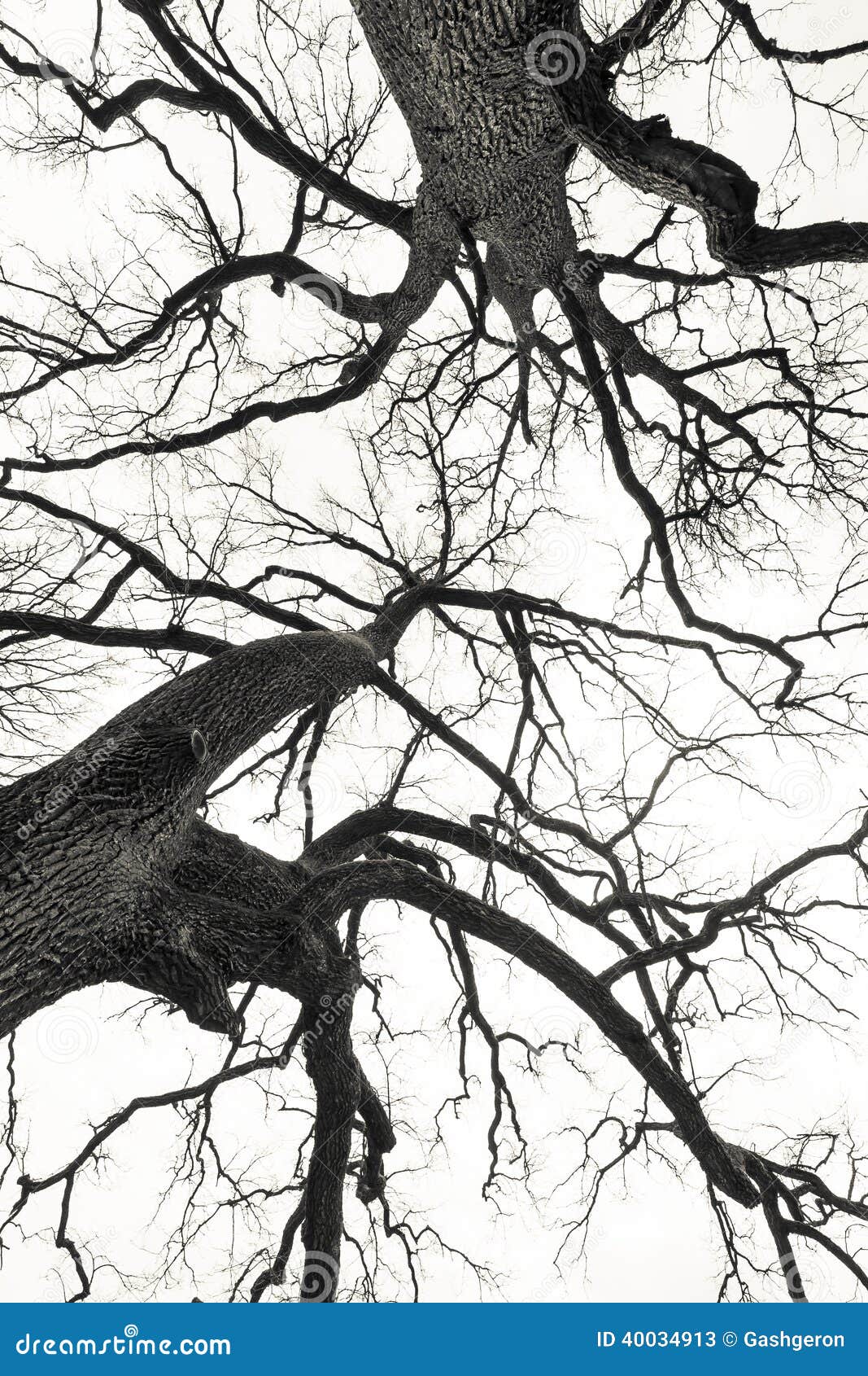 The tops of oak trees. stock image. Image of tree, single - 40034913