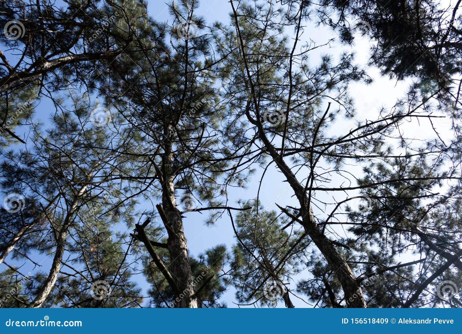The Tops of Pine Trees Against a Clear Spring Sky Stock Image - Image ...