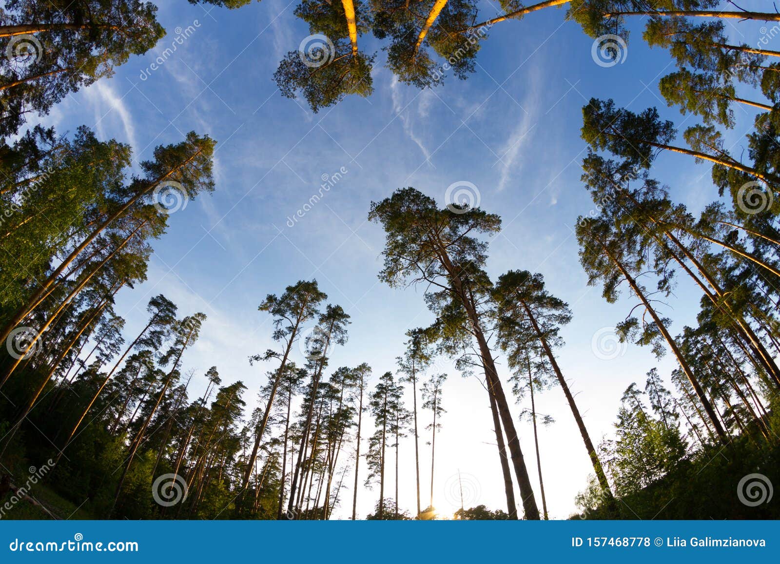 Tops of pine trees stock photo. Image of bright, background - 157468778