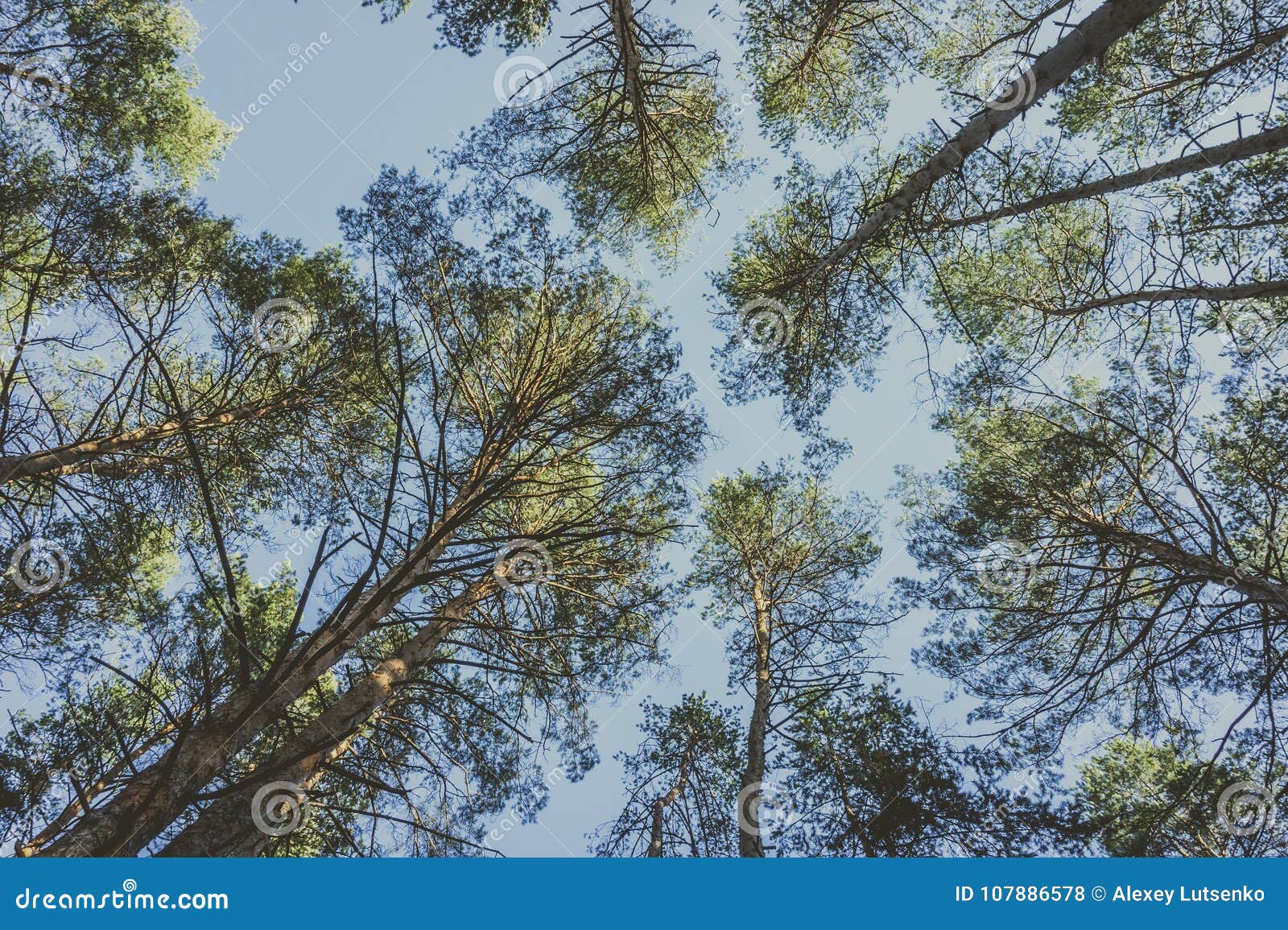 Tops of Pine Trees in the Forest Stock Photo - Image of beautiful ...