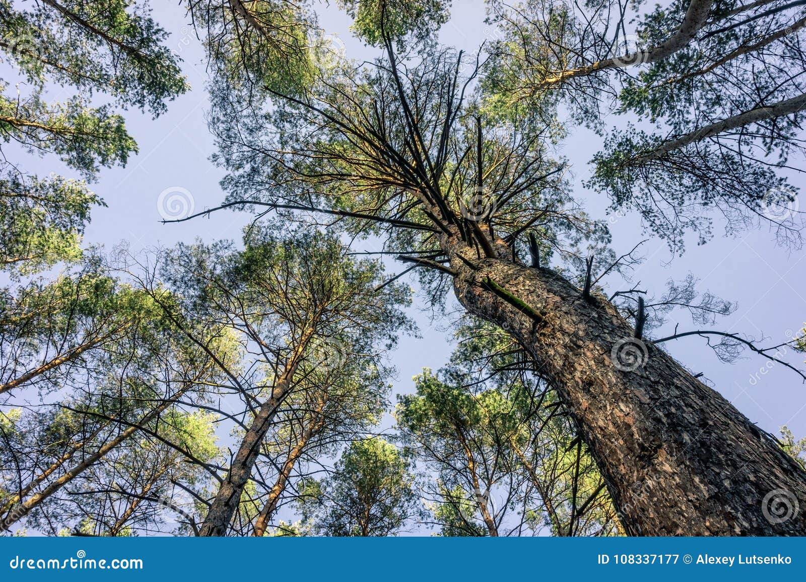 Tops of Pine Trees in the Forest Stock Image - Image of bottom, plant ...