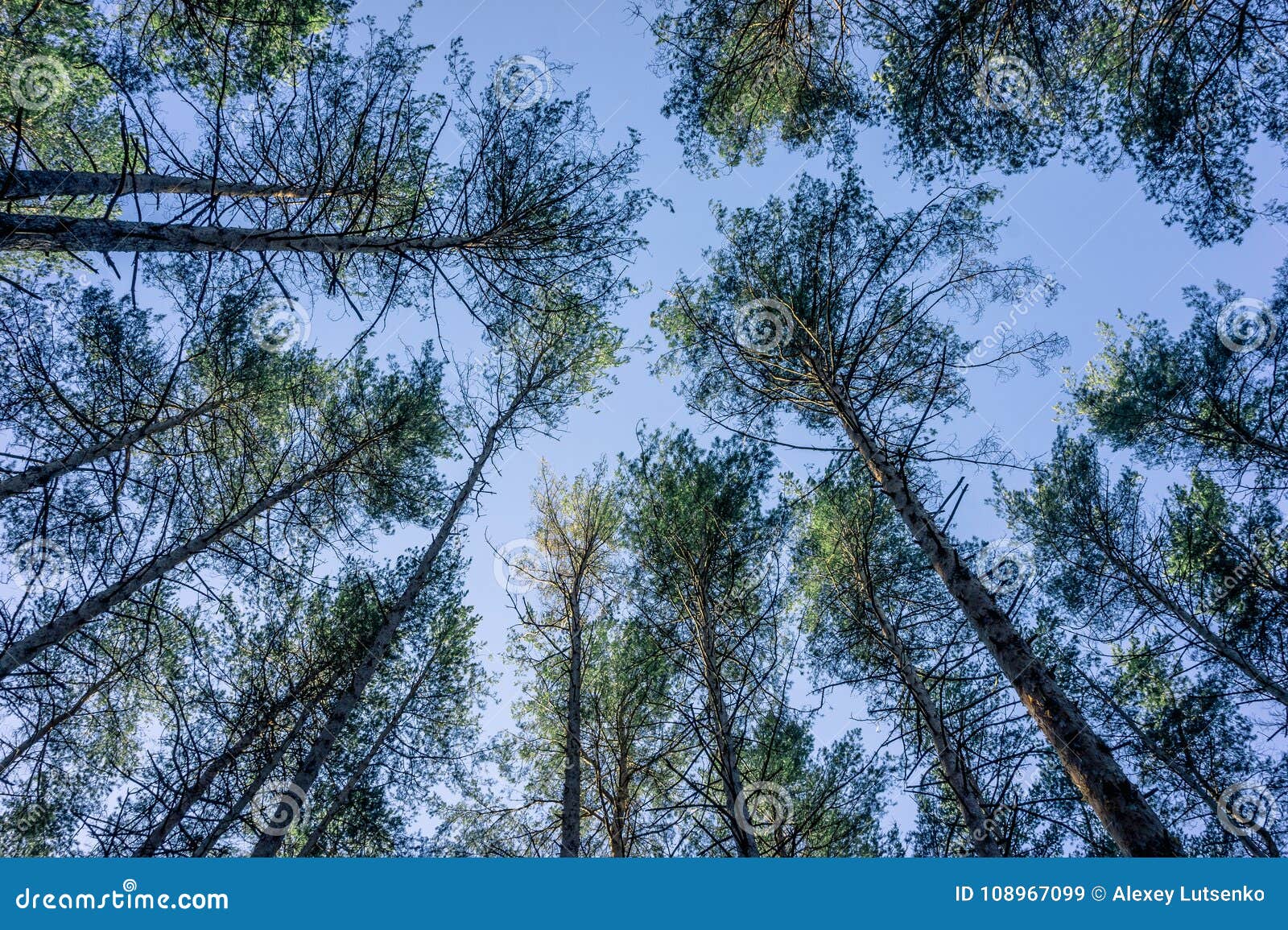 Tops of Pine Trees in the Forest Stock Image - Image of beauty, autumn ...