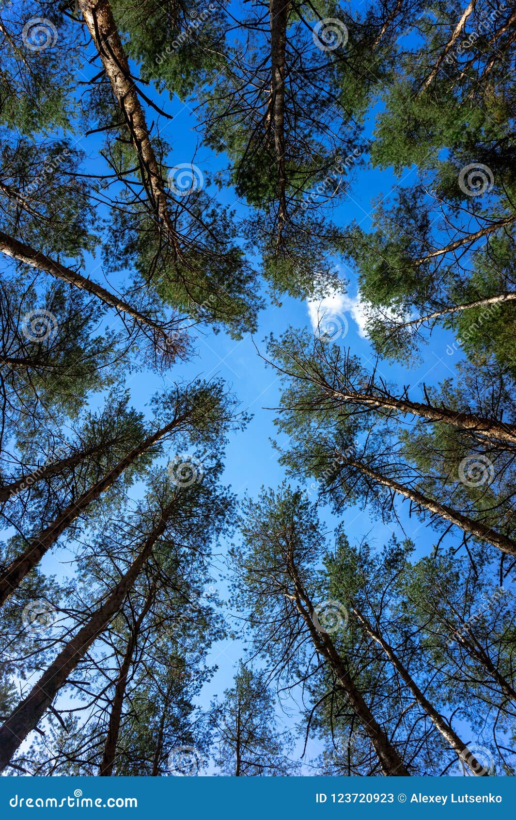 Tops of Pine Trees in the Forest Stock Image - Image of leaf, tall ...