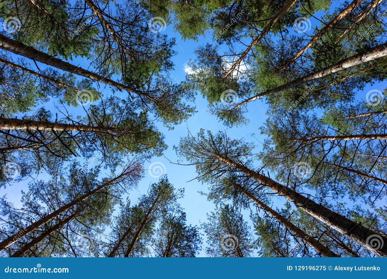Tops of Pine Trees in the Forest Stock Image - Image of growth, foliage ...