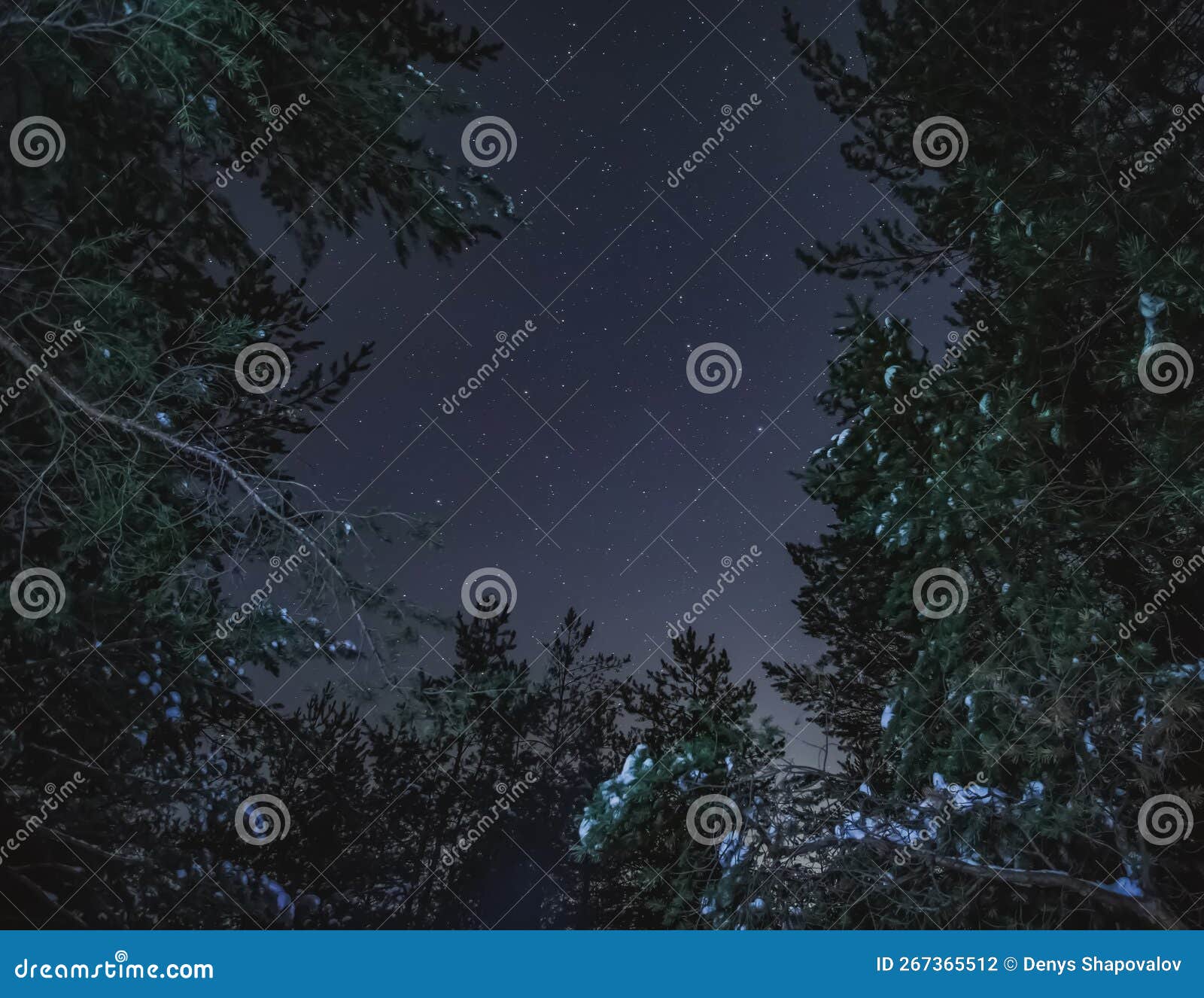 The Tops of Pine Trees in the Forest Against the Background of the ...