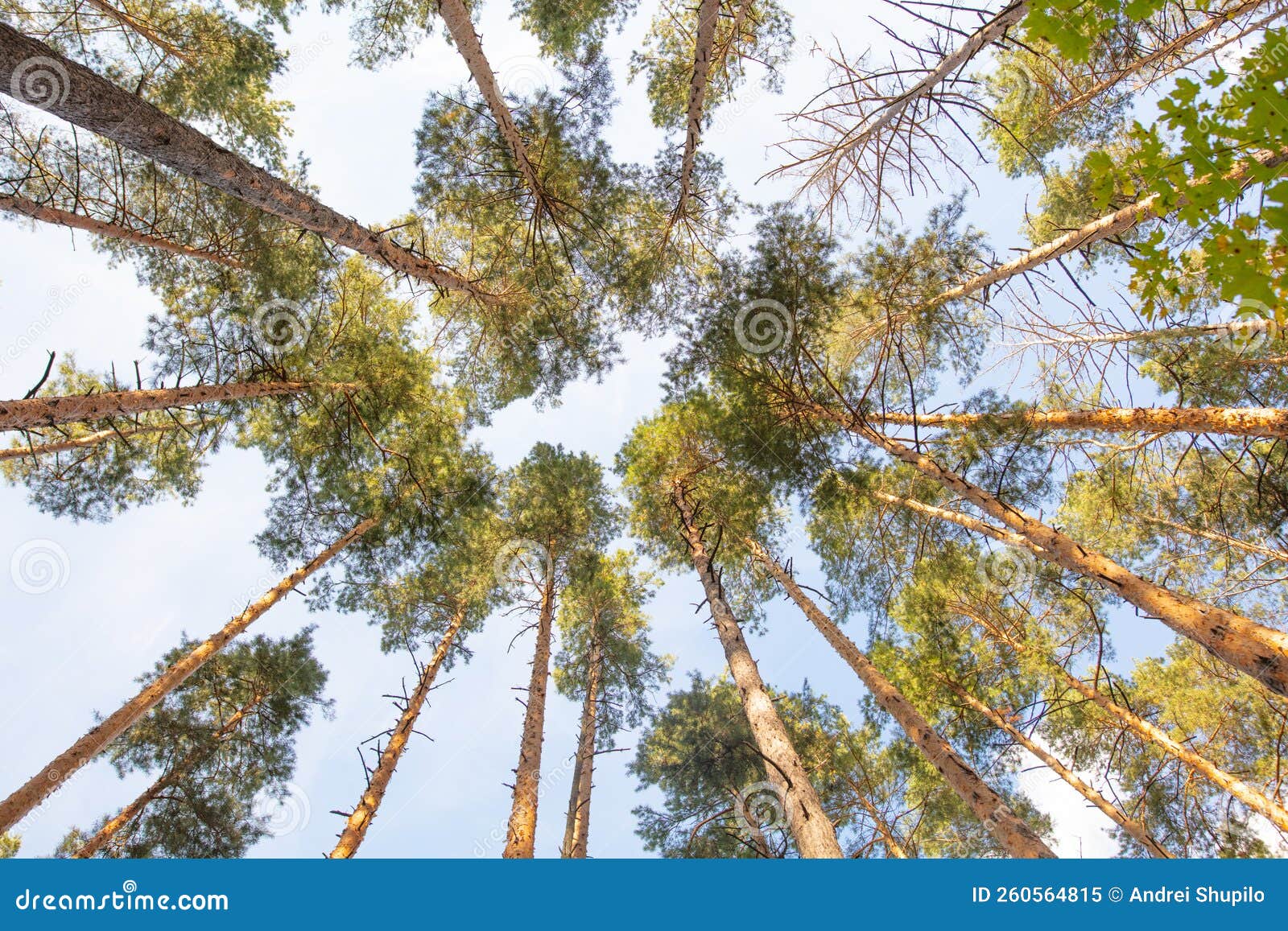 Tops of Pine Trees in the Forest. Stock Image - Image of view, natural ...