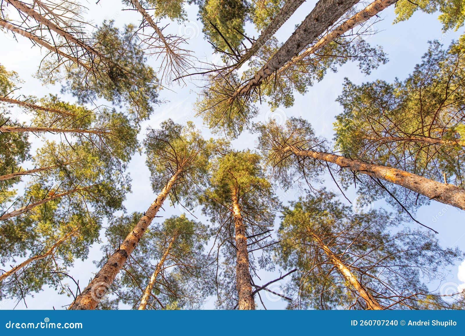 Tops of Pine Trees in the Forest. Stock Photo - Image of tall, wood ...