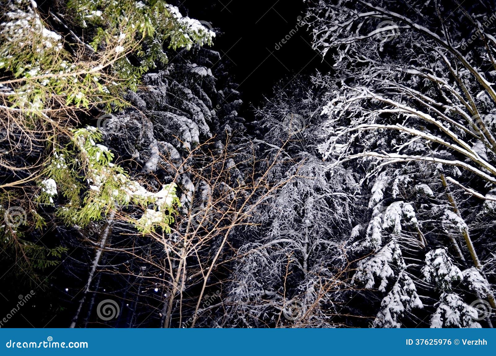 Tops of Pine Trees at Night Stock Photo - Image of branches, snowing ...