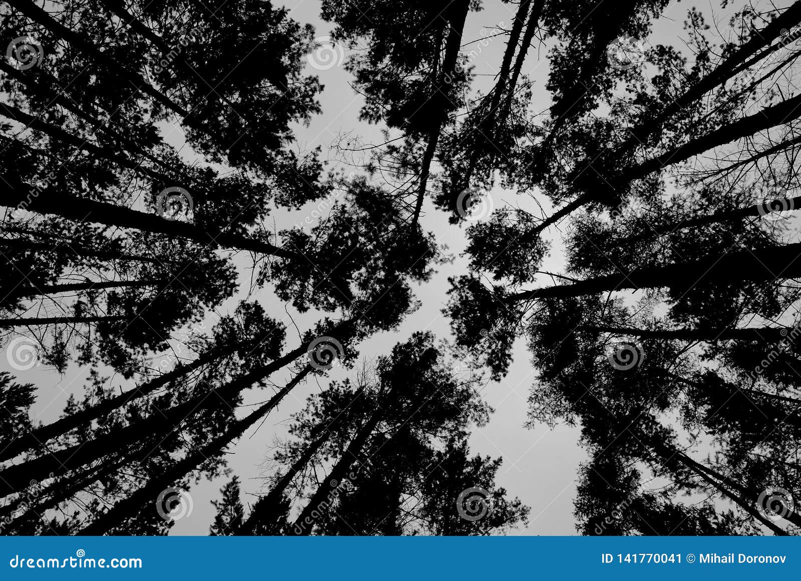 Abstraction of a tree stock image. Image of mirror, plant - 141770041