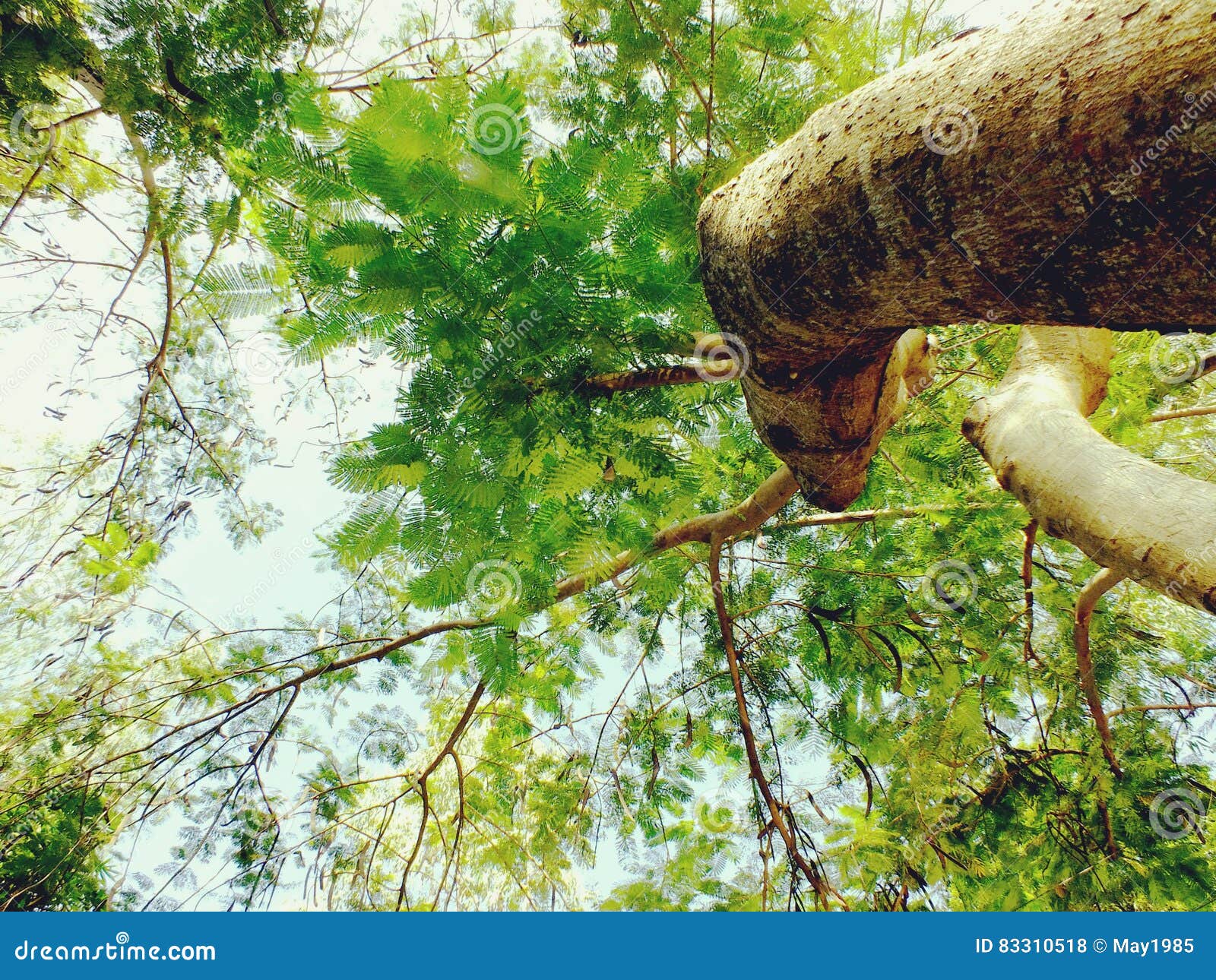 Tops of Tree Branches Green Nature Abstract Background Stock Photo ...