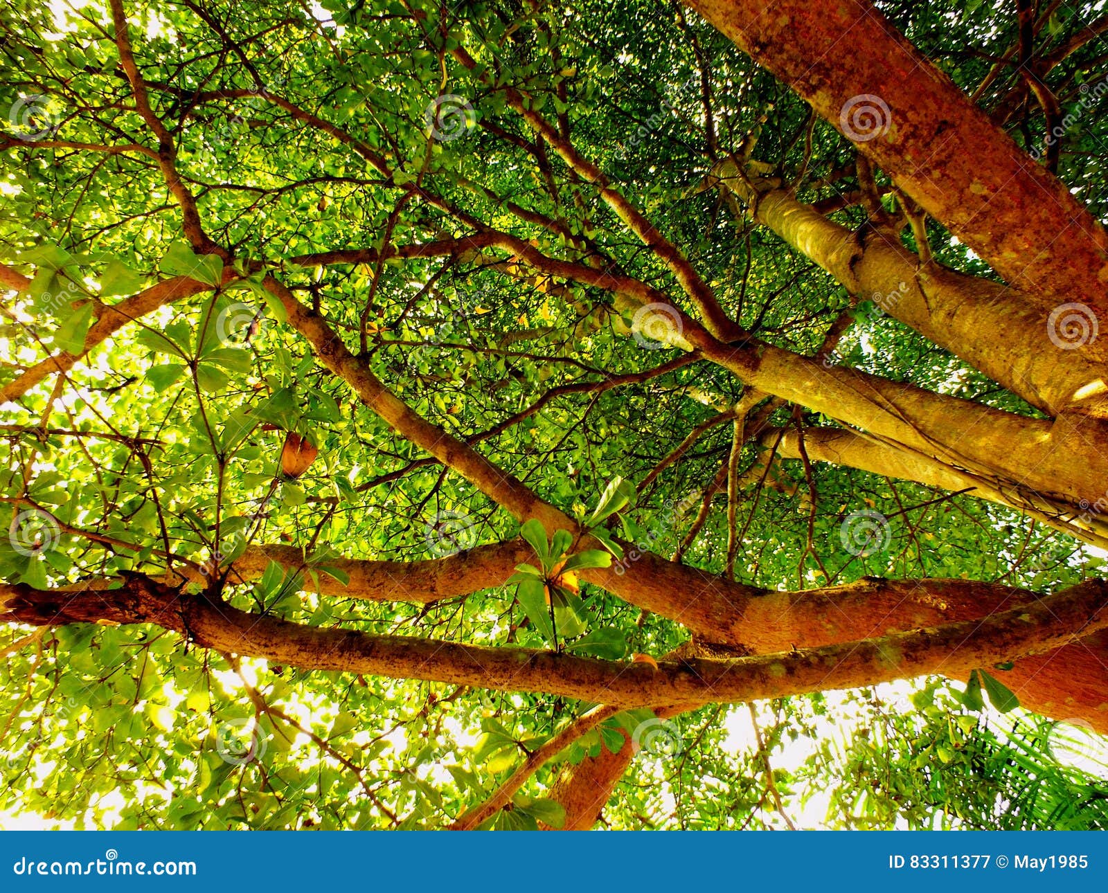 Tops of Tree Branches Green Nature Abstract Background Stock Image ...