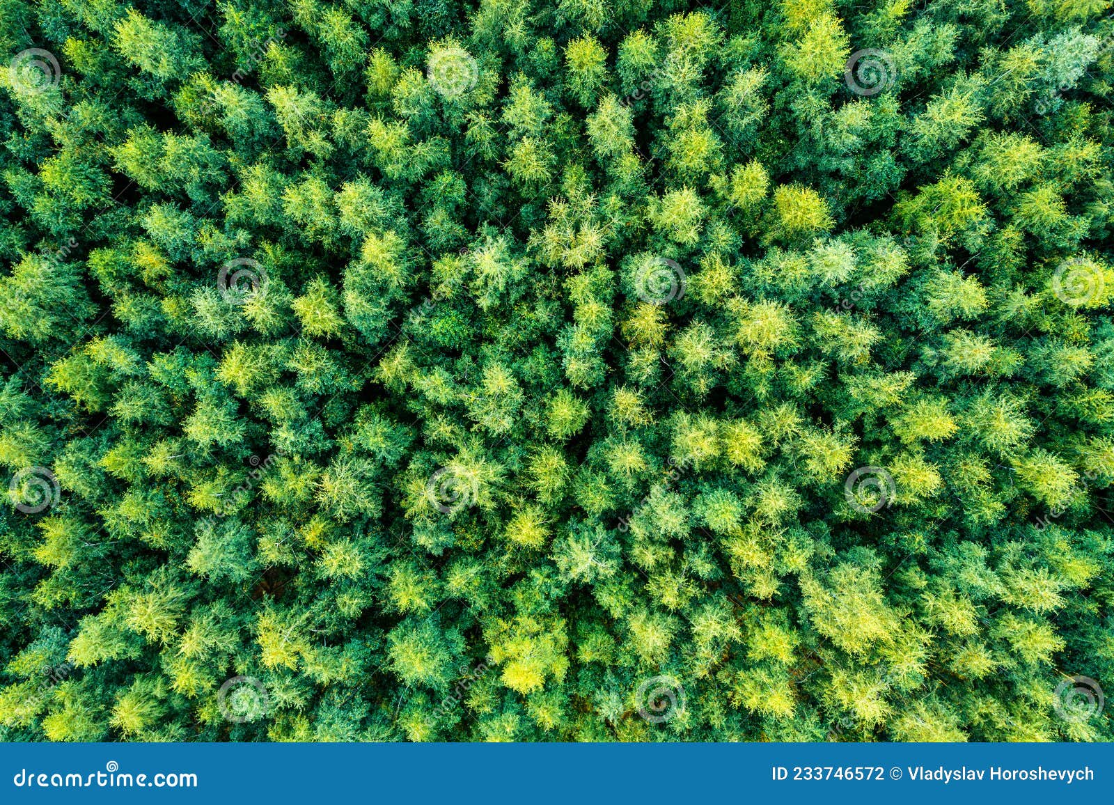 The Tops of the Tree Top View, for Background, Summer Background Stock ...