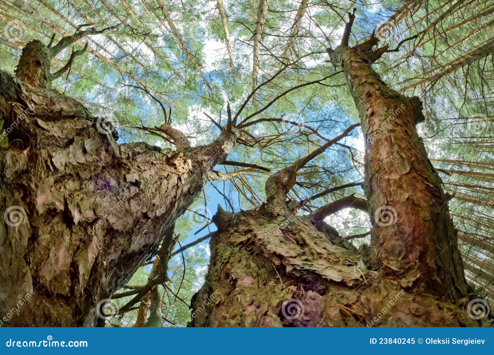 Tops of the trees stock image. Image of countryside, bark - 23840245