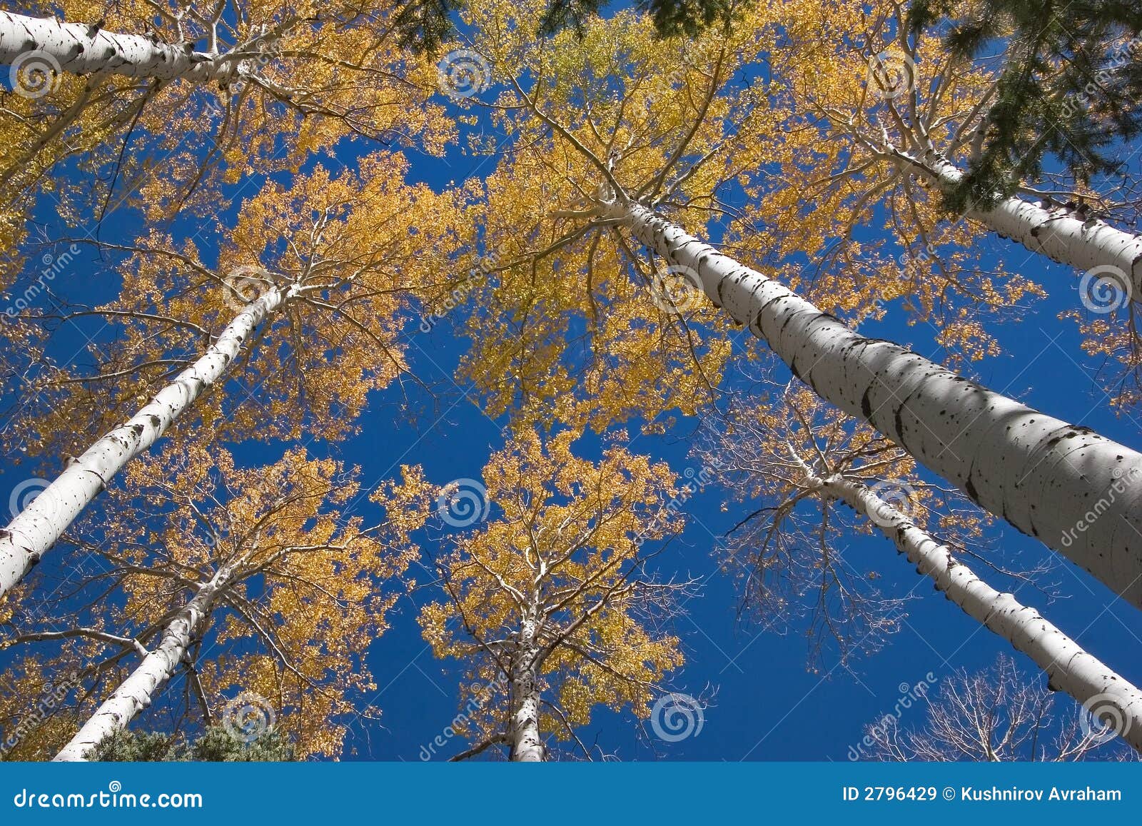 Tops of trees. stock image. Image of reflex, high, october - 2796429