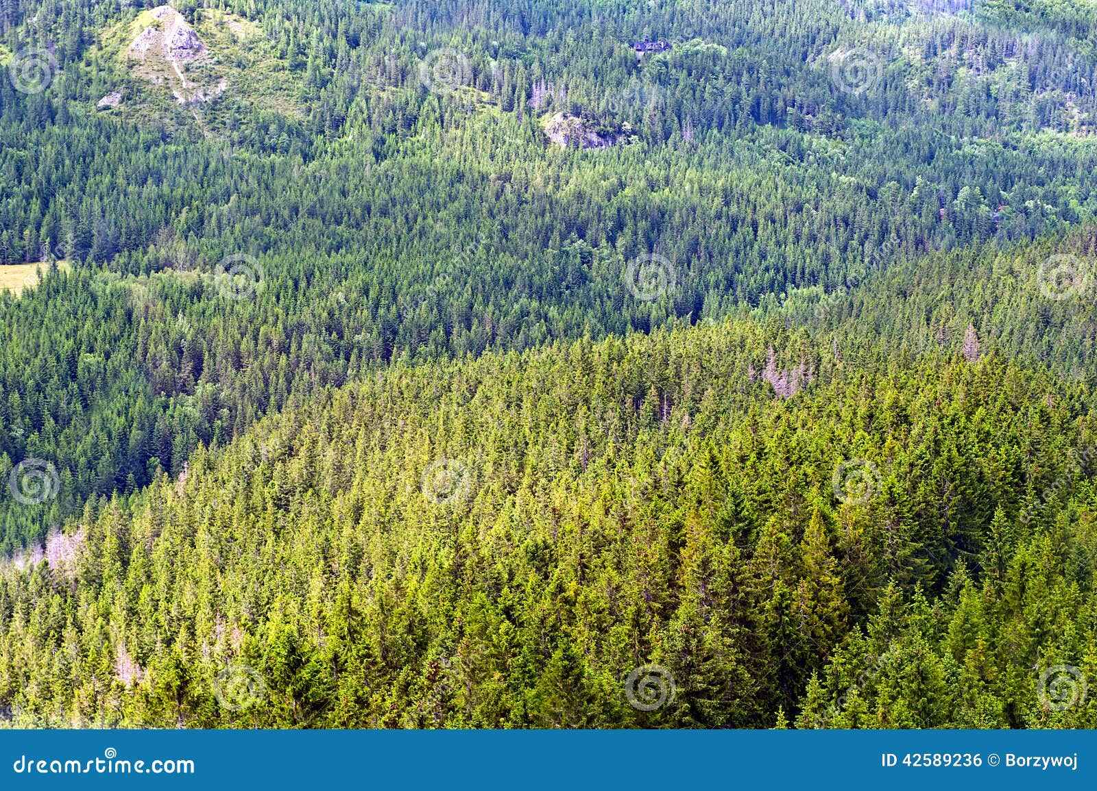 Tops of trees stock photo. Image of mountain, trunk, woods - 42589236