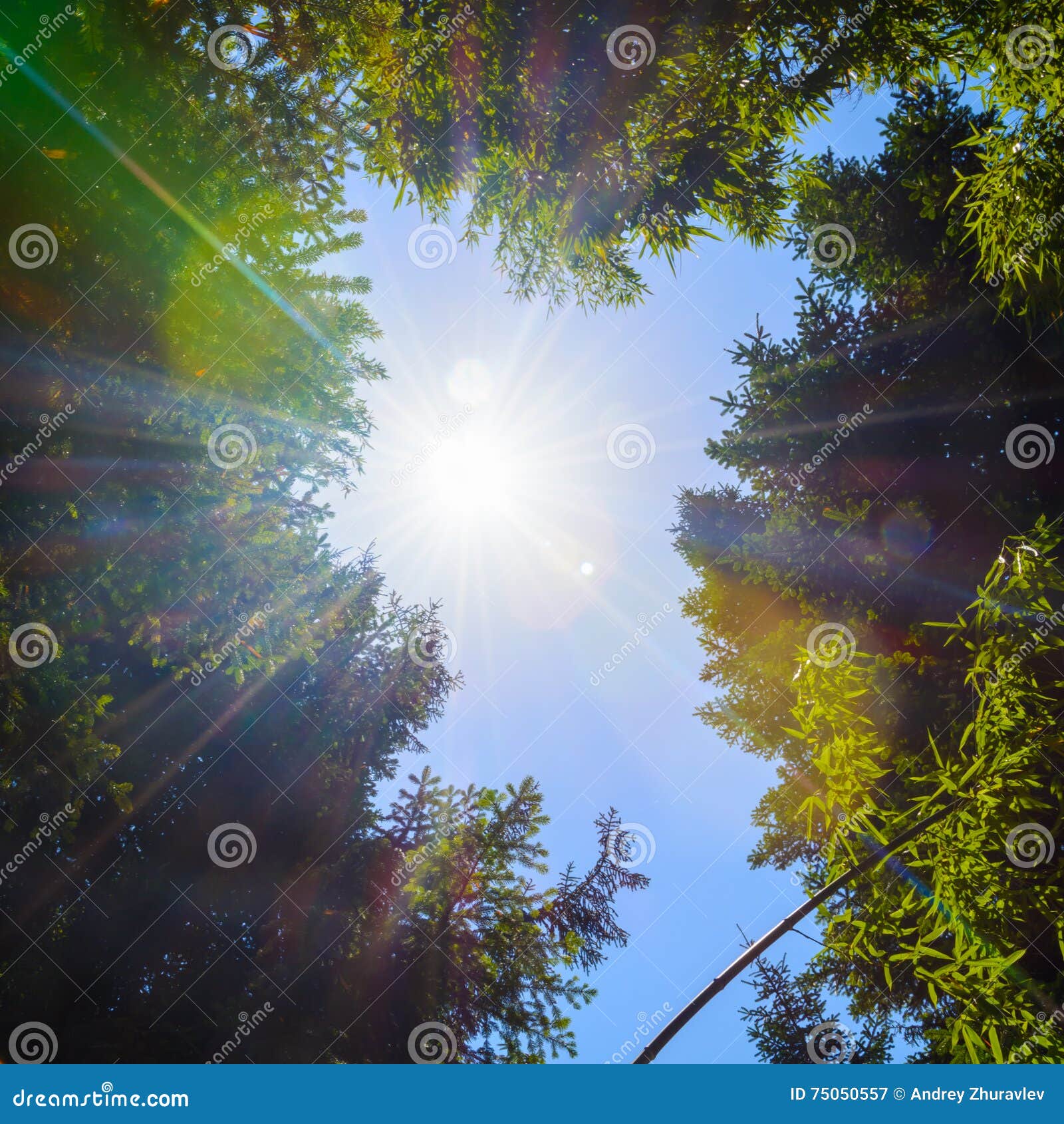The Tops of the Trees on the Background of Clear Sky and Sun Beams ...