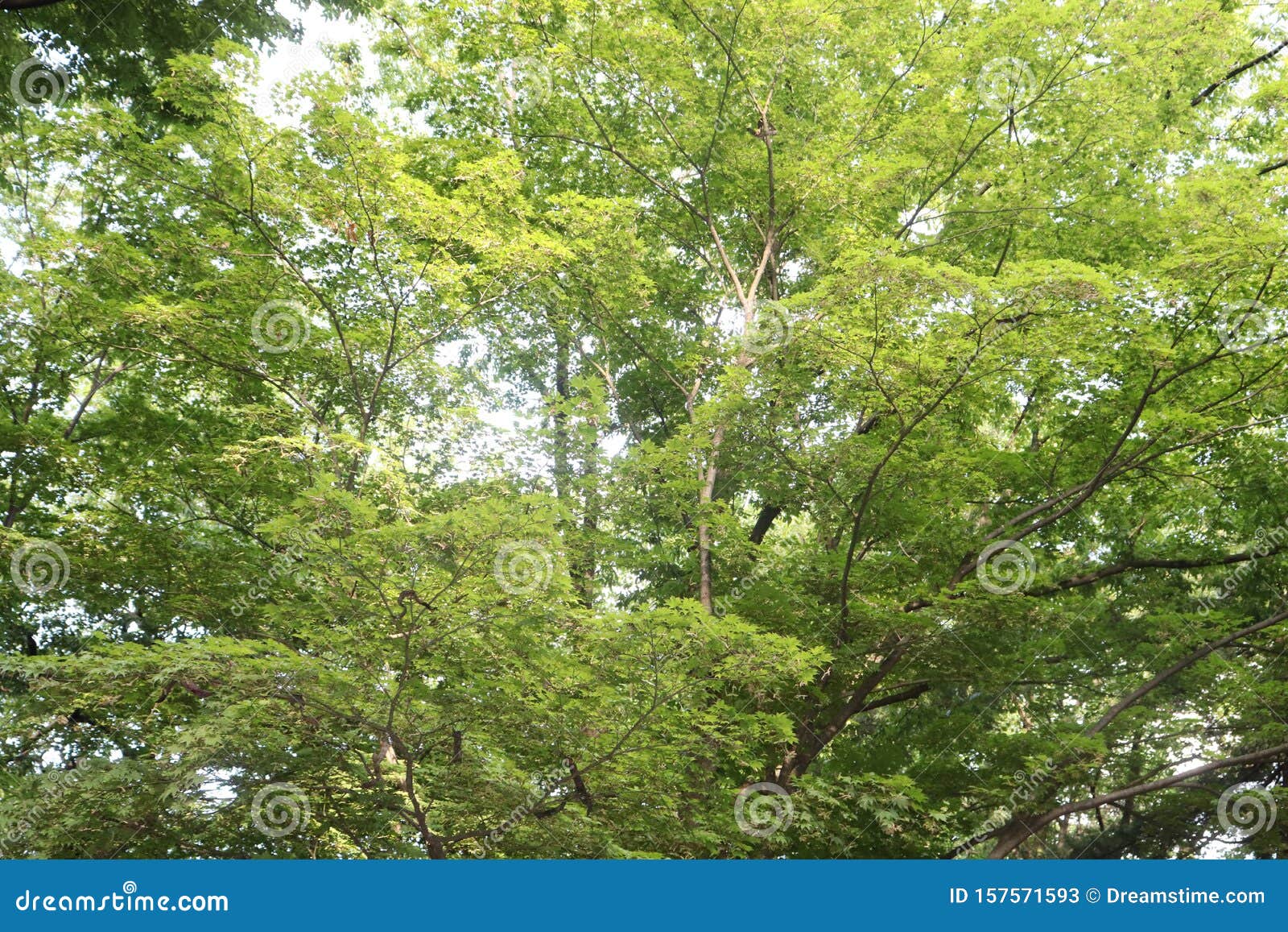 The tops of the trees stock image. Image of trees, pretty - 157571593