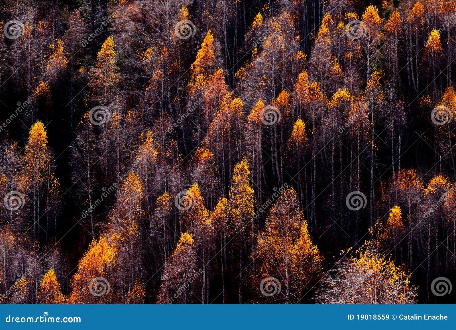 Tops of Trees in the Forest in Autumn Stock Image - Image of colors ...