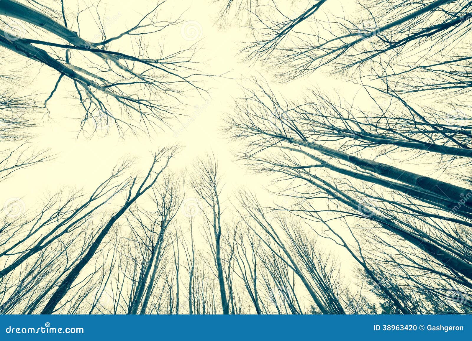 The Tops of Trees Photographed from Below. Stock Photo - Image of view ...