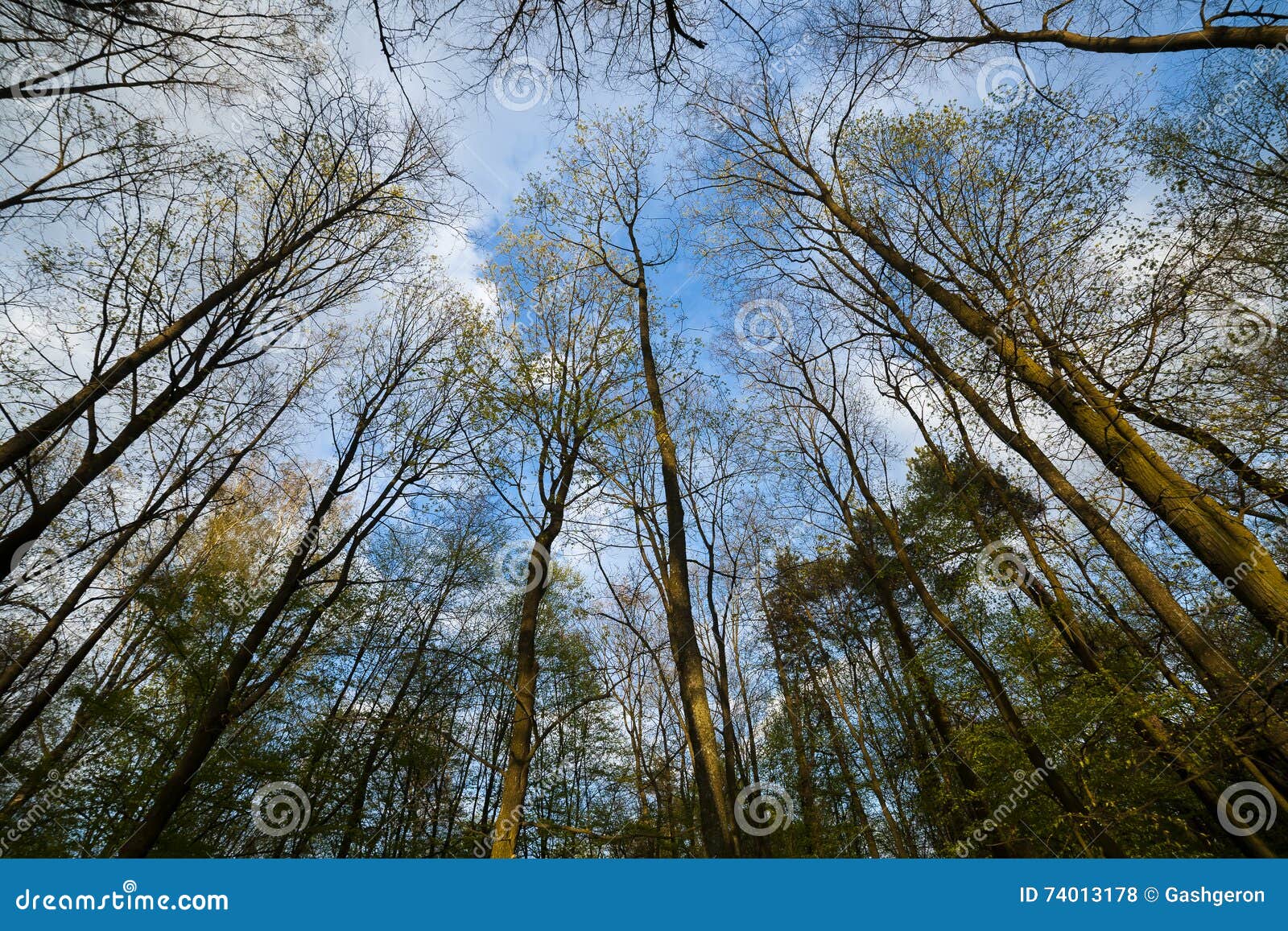 The Tops of Trees Photographed from Below. Stock Photo - Image of bare ...