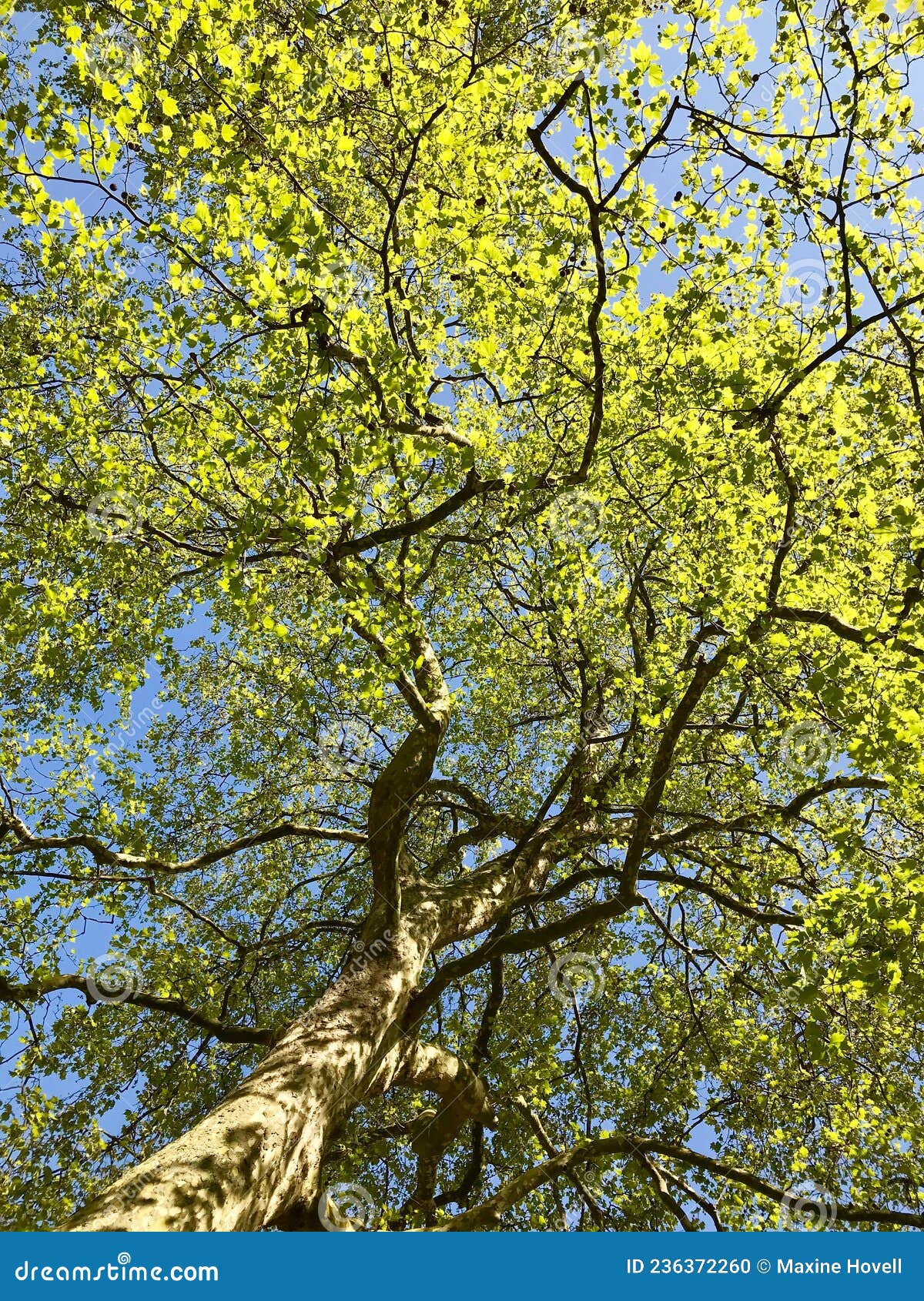In the tops of trees stock photo. Image of spring, season - 236372260
