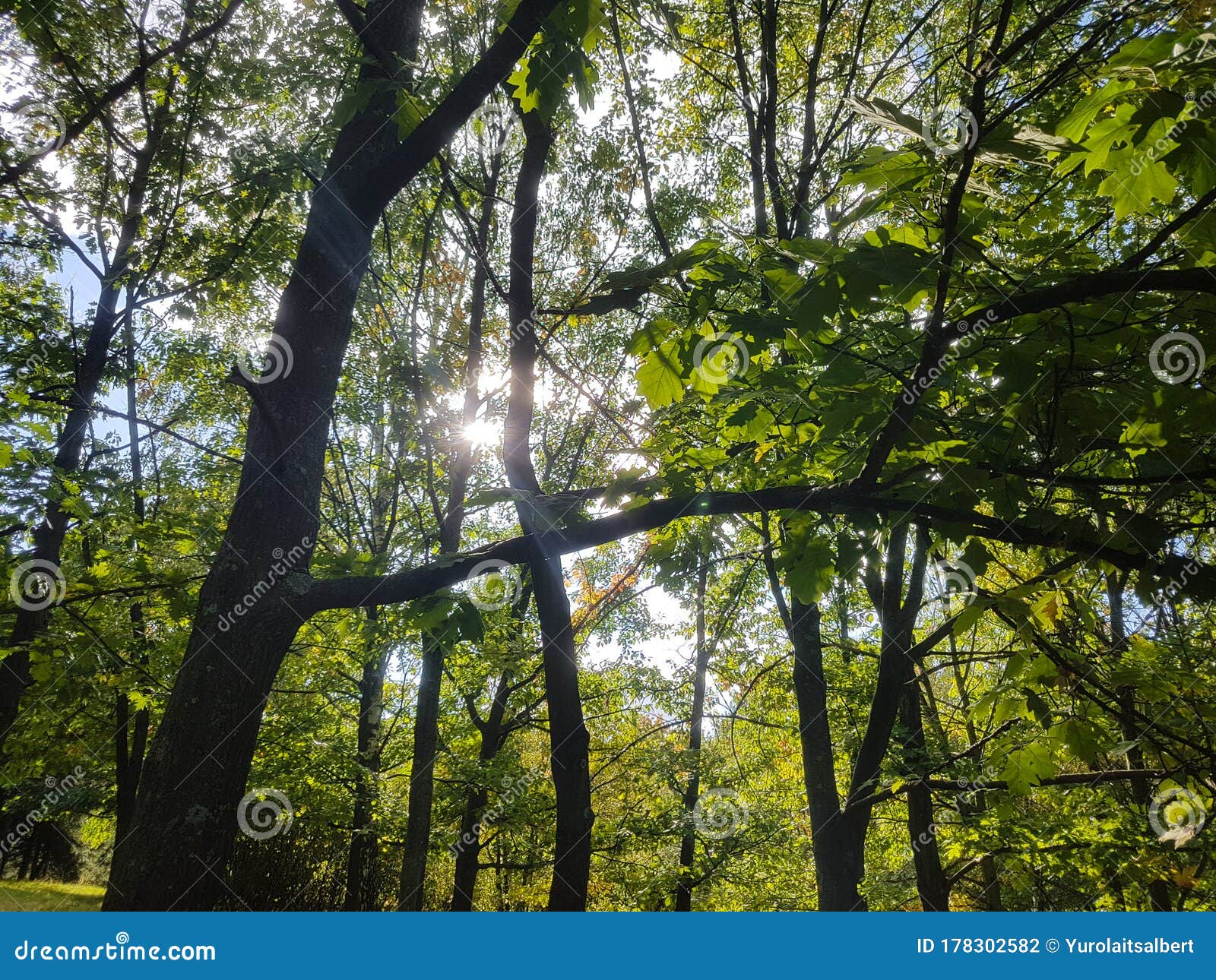 Tops of the Trees in a Summer Forest. Stock Photo - Image of life ...