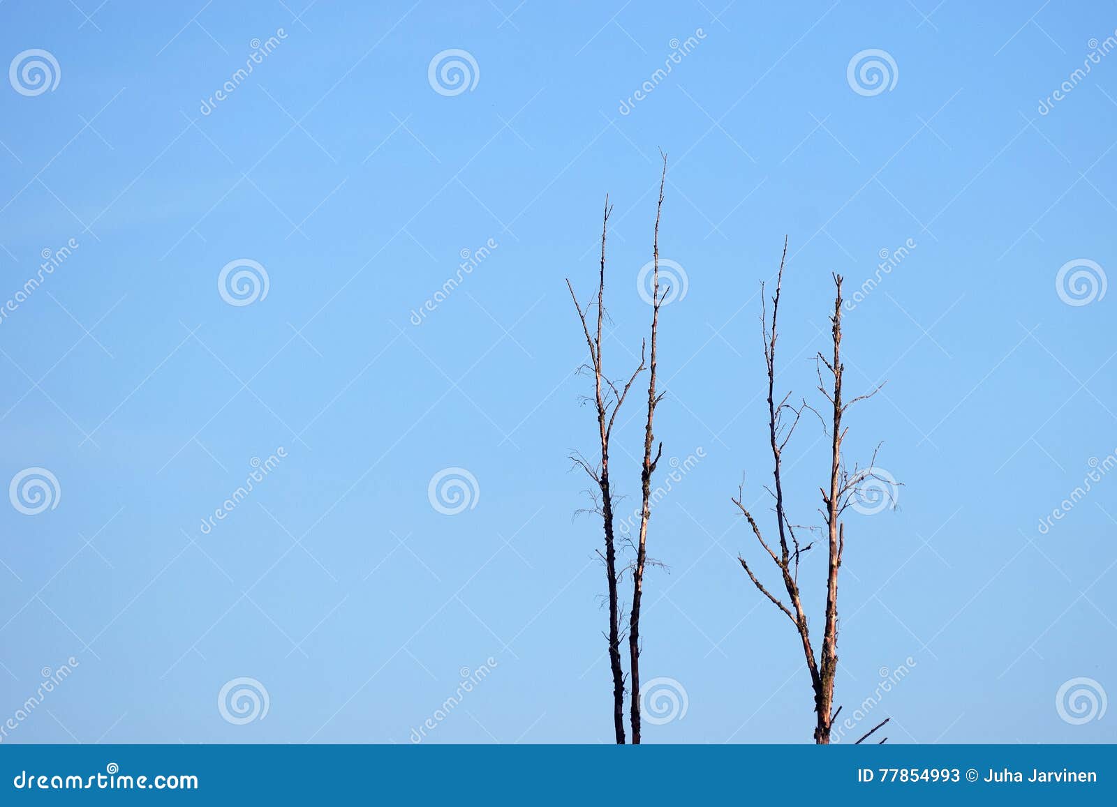 Tops of Two Standing Dead Trees. Stock Image - Image of damaged, tree ...