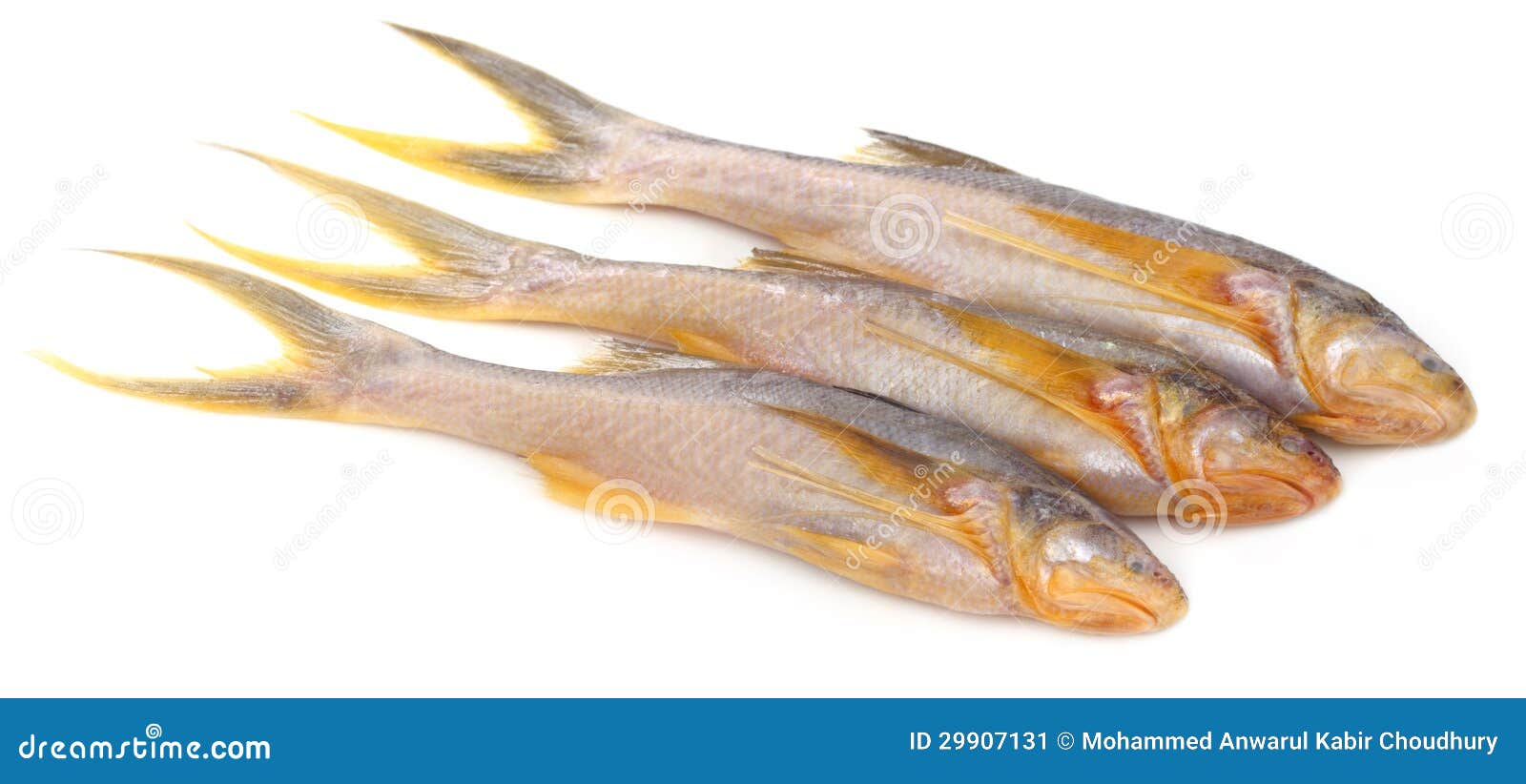 Topse Fish Of Indian Subcontinent Stock Image - Image: 29907131