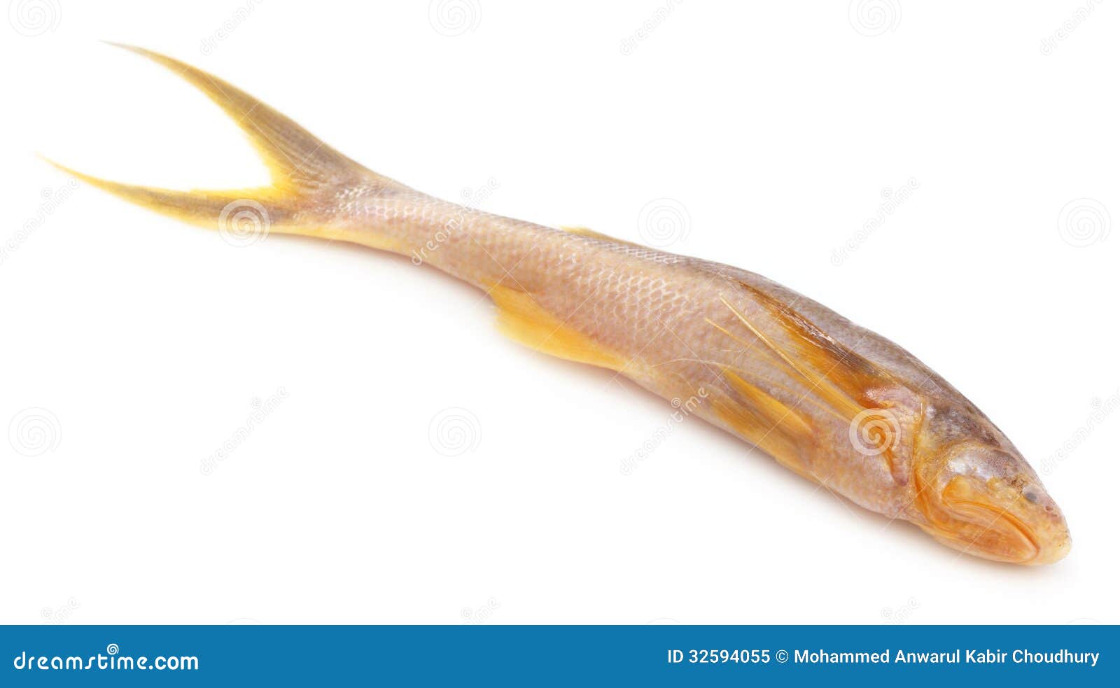 Indian Subcontinent And Indochina That Belongpeepul Tree, Peepal Tree ...