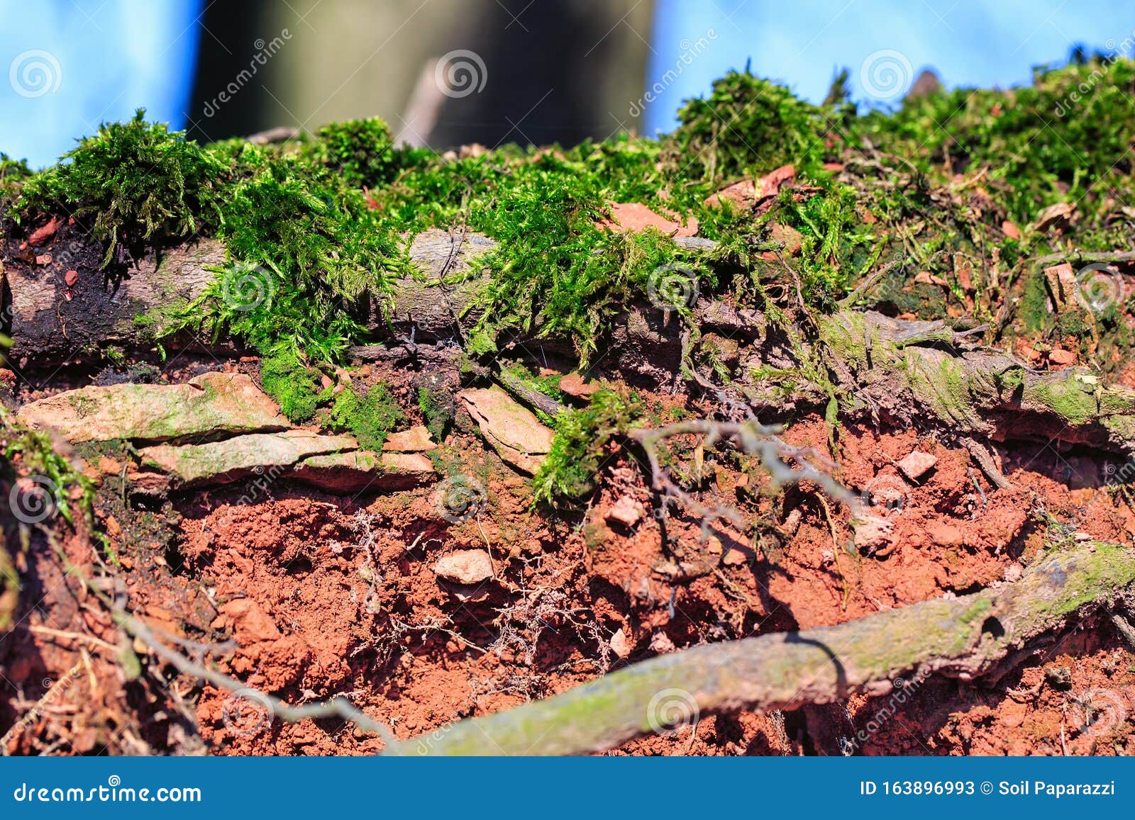 Closeup of a soil stock image. Image of nature, landscape - 163896993