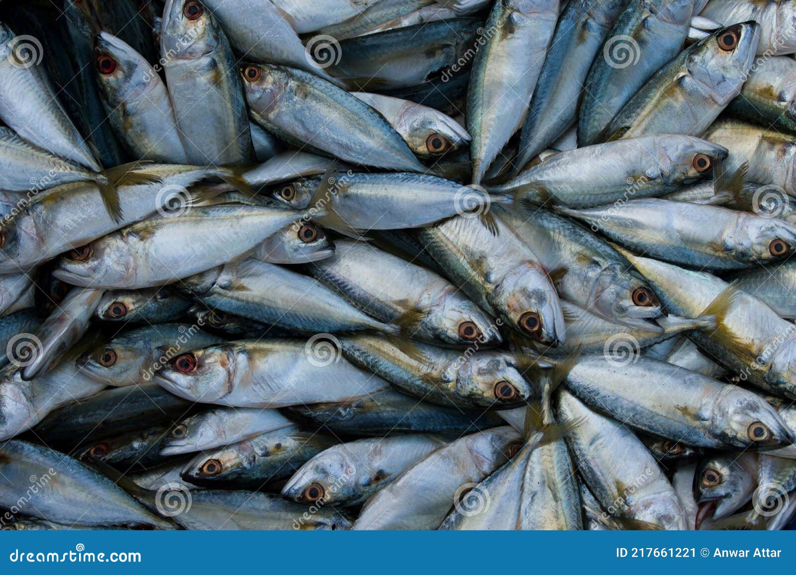 Topview of Indian Mackerel Fish Collection Stock Image - Image of fish ...