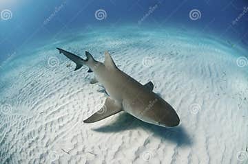 Topview of a lemon shark stock image. Image of negaprion - 21245151