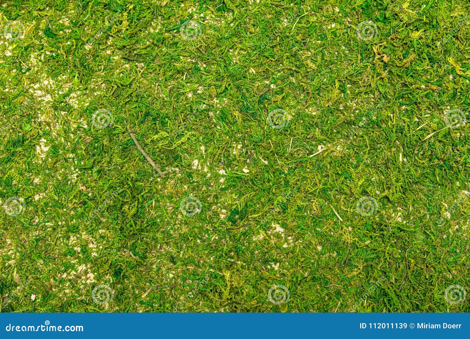 Moss Ground Normal Map Texture, Bump Map Texture Stock Photo ...