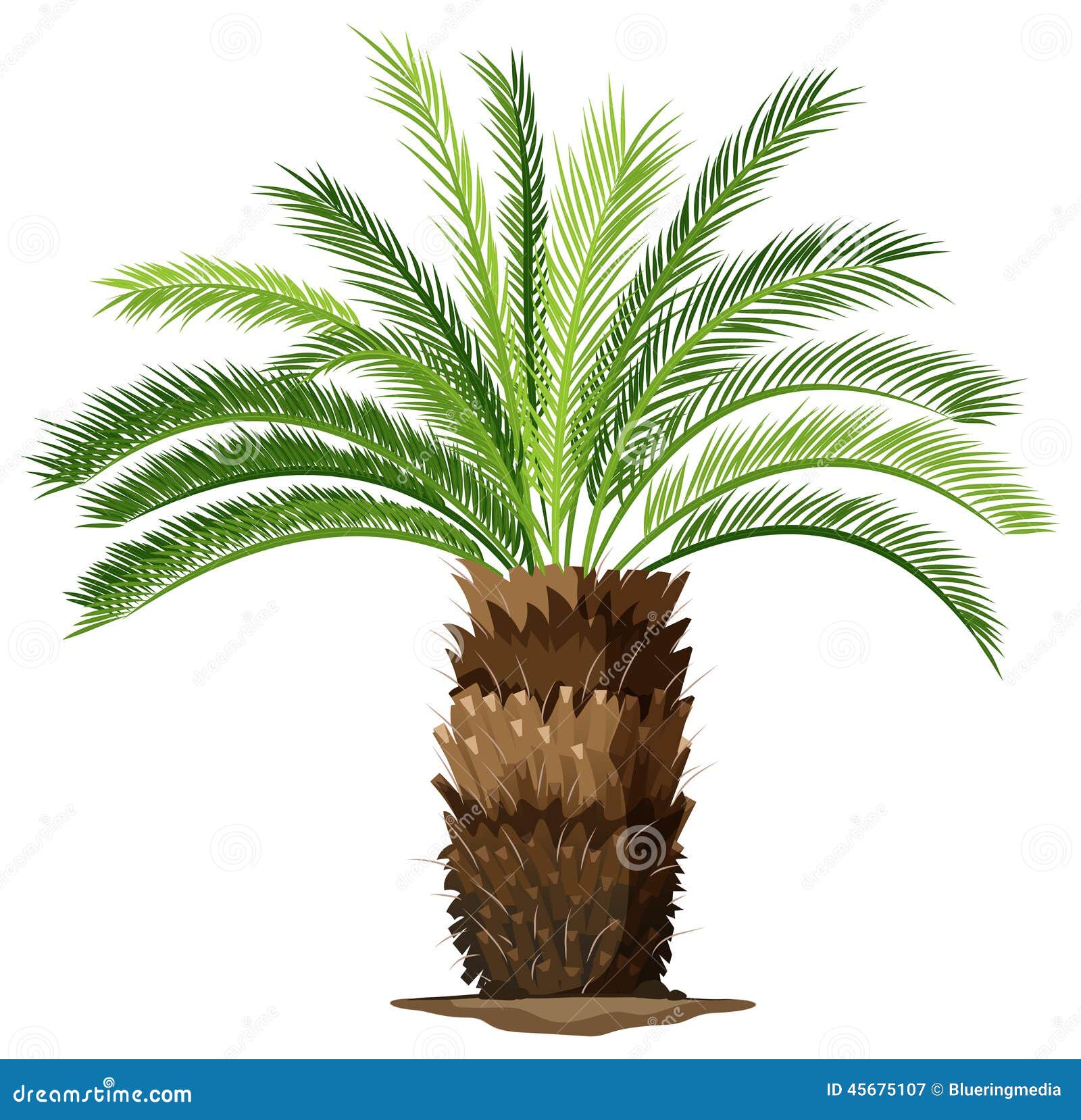 Sago Palm - Sun Palm Tree Royalty-Free Stock Photo | CartoonDealer.com ... Sago Palm - Sun Palm Tree Royalty-Free Stock Photo | CartoonDealer.com ...