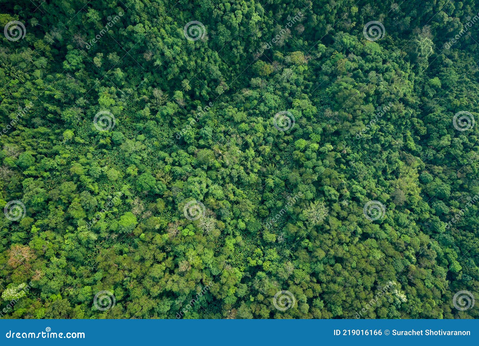 Topview the Treetops Abstract Background the Rain Forest and Jungle ...