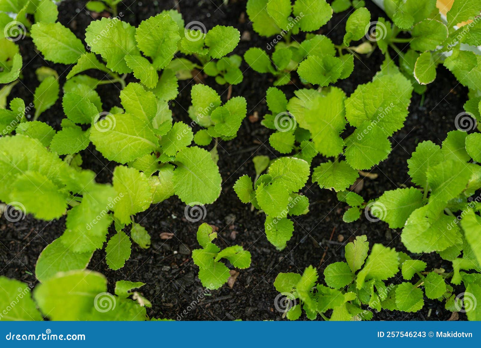 Topviews of Field Mustard Vegetable at the Farm Stock Image - Image of ...