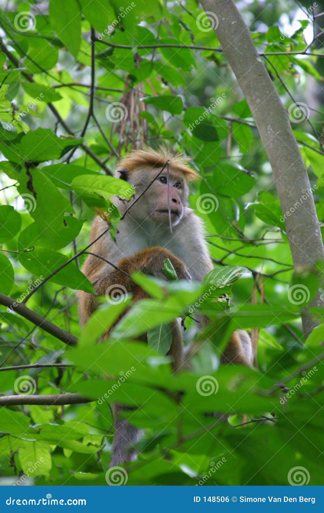 Toque Macaque stock photo. Image of toque, garden, looking - 148506