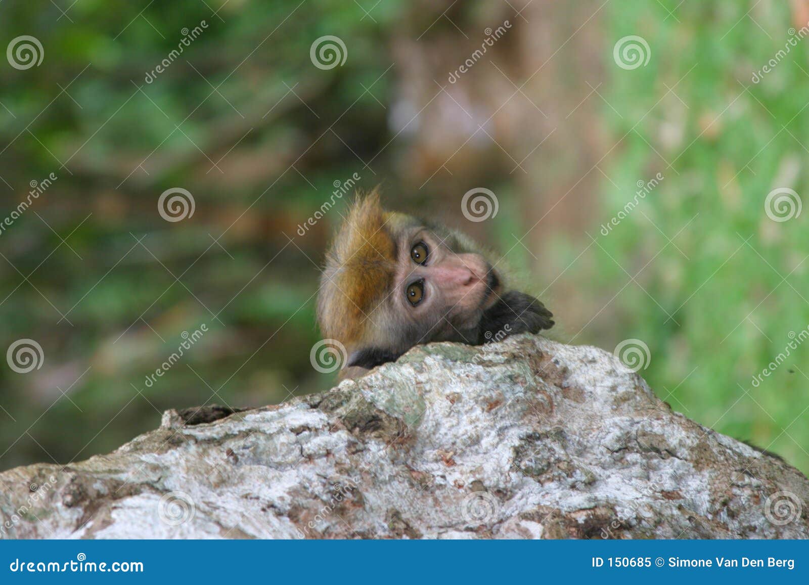 Toque macaque stock image. Image of travel, monkey, peering - 150685