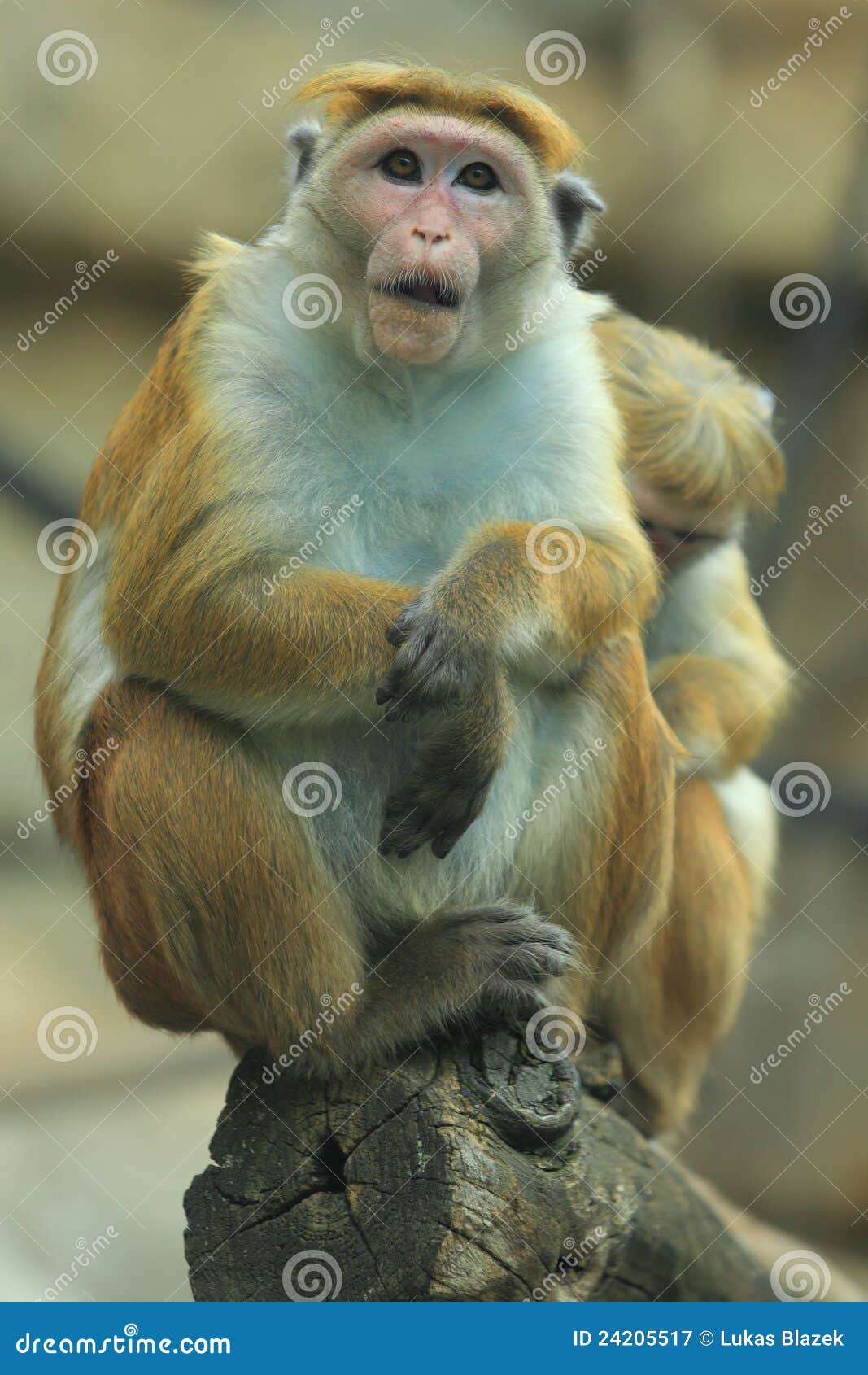 Toque macaque stock image. Image of mammal, sinica, coloured - 24205517
