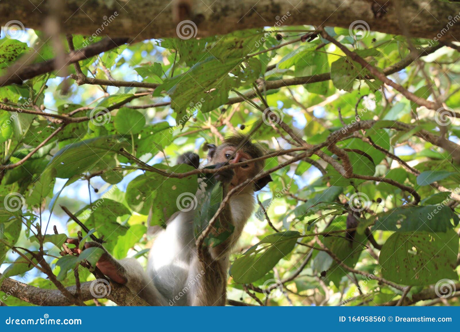 Toque Macaque Also Called Rilewa or Rilawa Monkey in Sri Lanka Stock ...