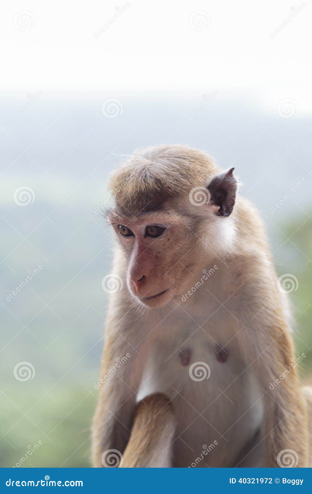 Toque macaque stock photo. Image of toque, primate, wild - 40321972