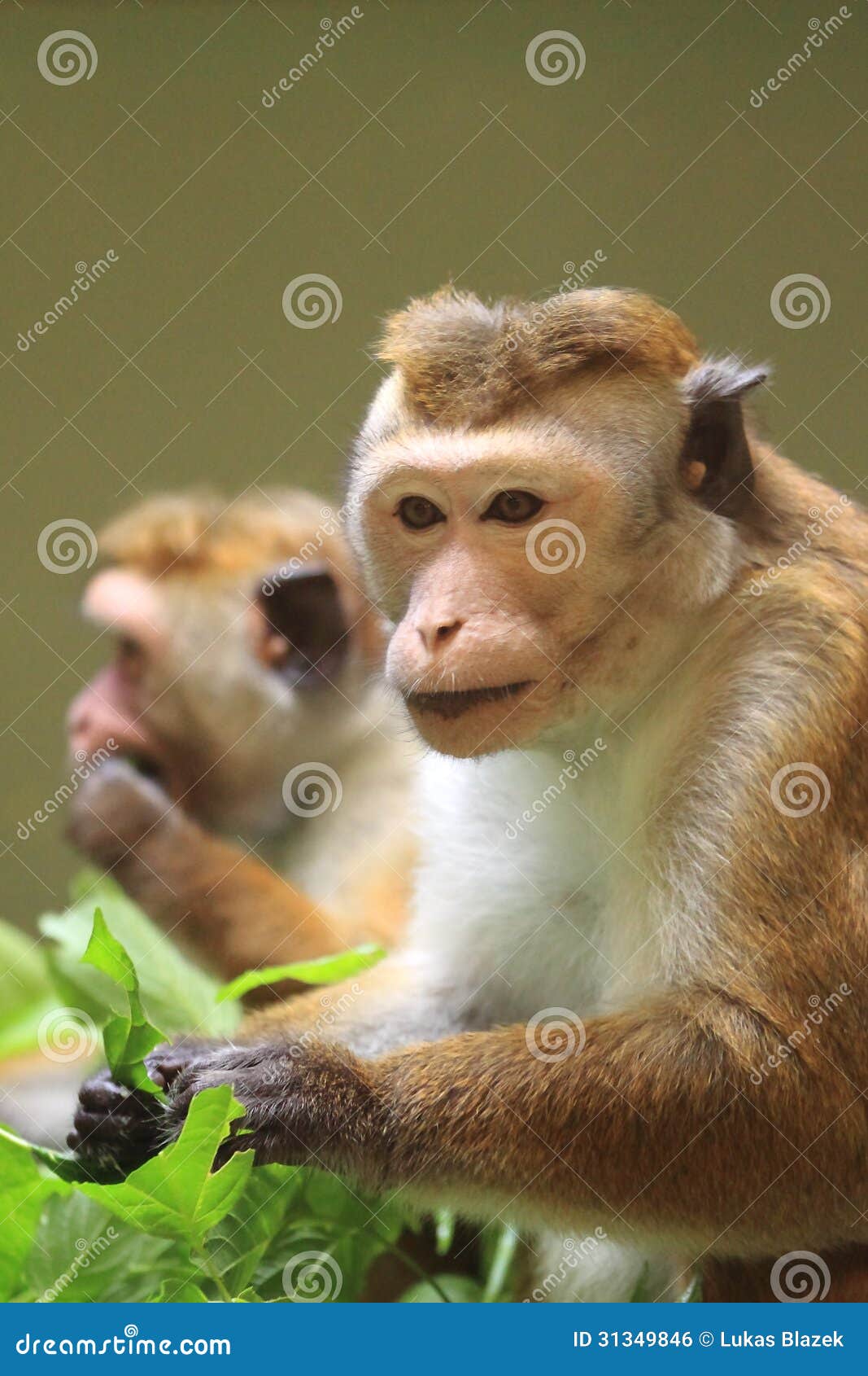 Toque macaque stock photo. Image of eating, macaque, mammal - 31349846