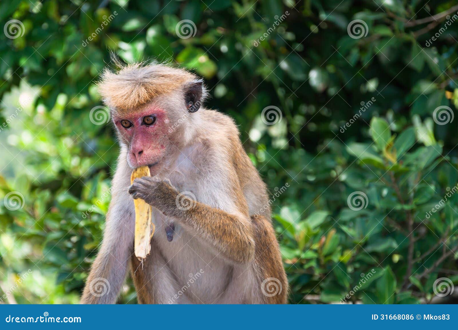 Toque Macaque stock photo. Image of lanka, sigiriya, thailand - 31668086