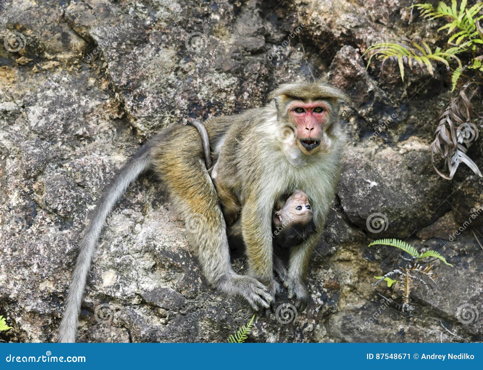Toque Macaque - a Female with a Cub. Stock Image - Image of endemic ...