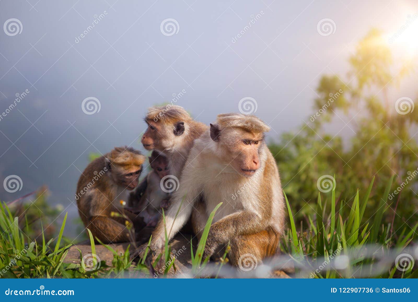 Toque macaque stock photo. Image of nature, cute, lanka - 122907736