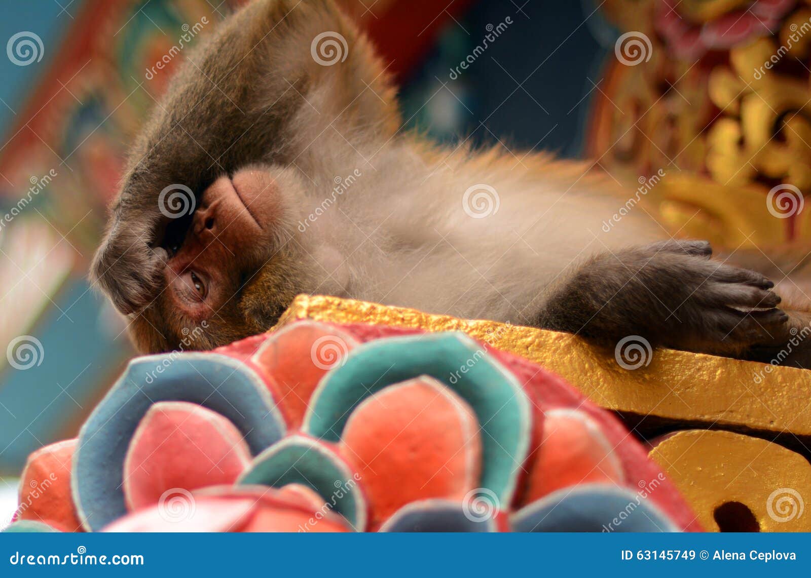 Toque macaque stock image. Image of monkey, eyes, macaque - 63145749