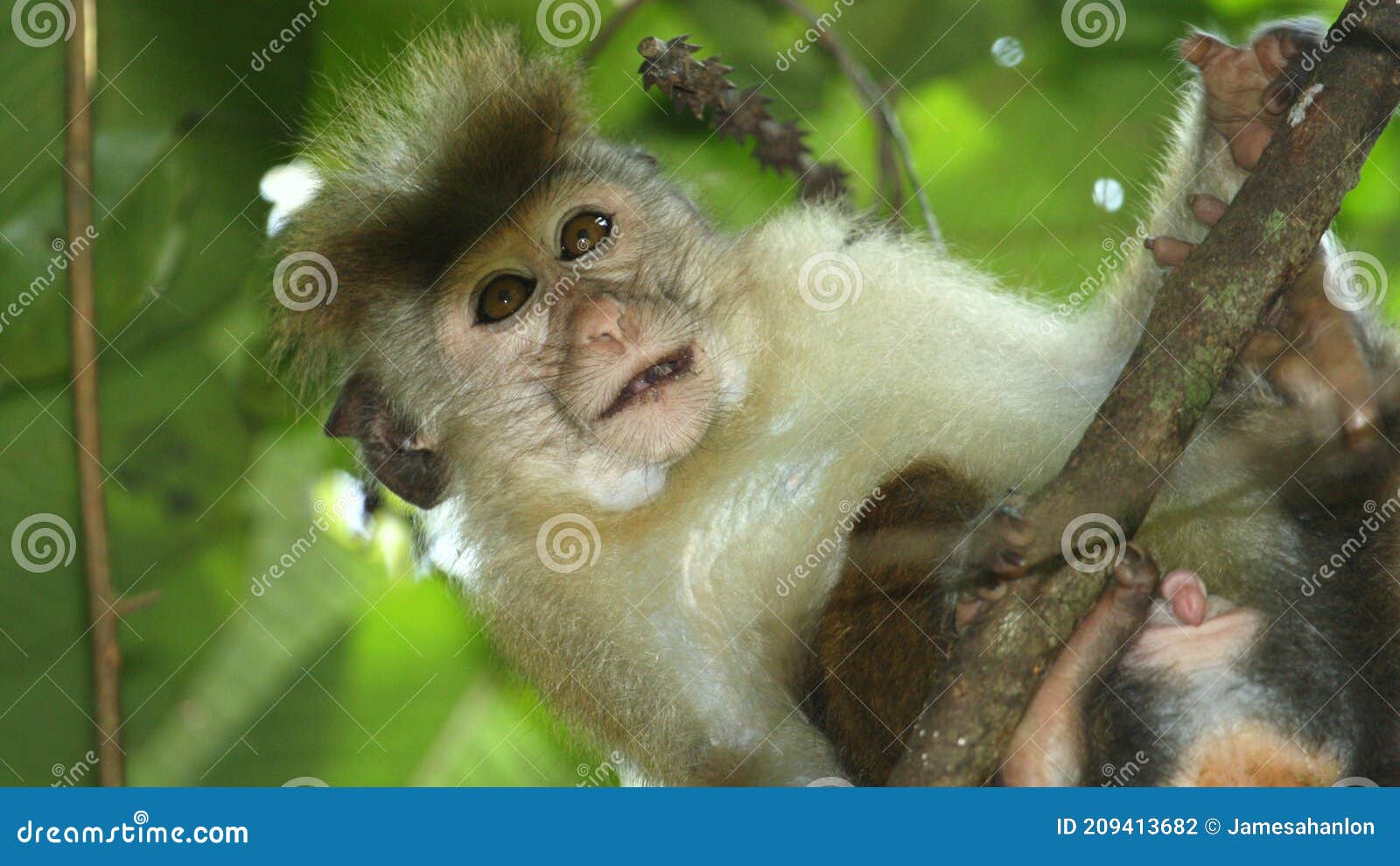 Toque Macaque Macaca Sinica Stock Photo - Image of species, wild: 209413682