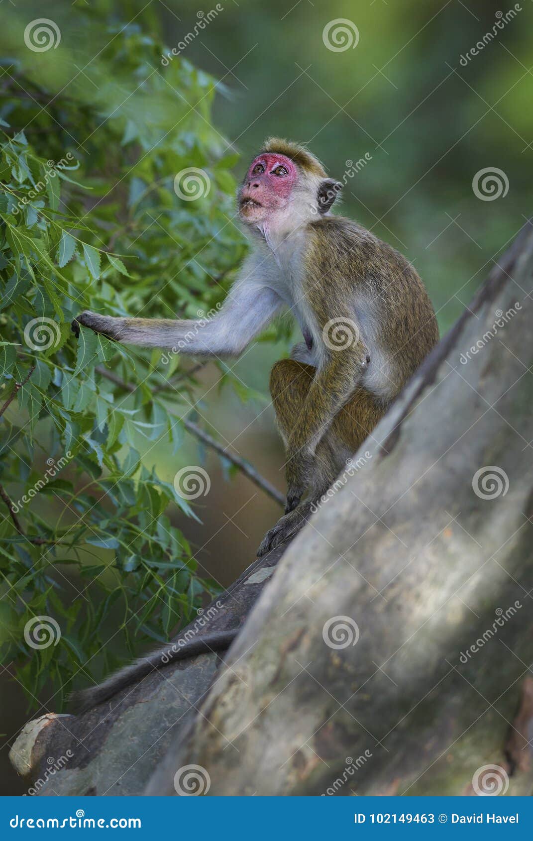 Toque Macaque - Macaca Sinica, Sri Lanka Stock Image - Image of park ...