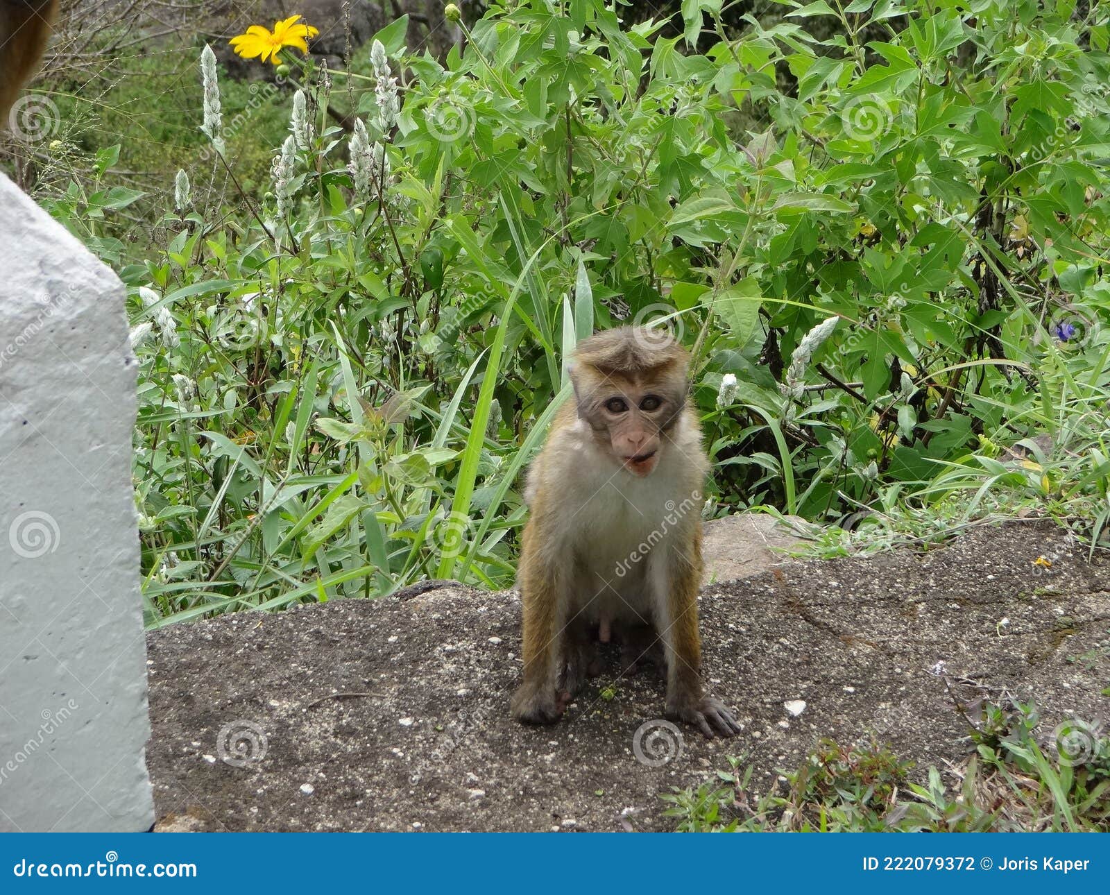 Toque Macaque Monkey Next To a Road in Sri Lanka Stock Photo - Image of ...