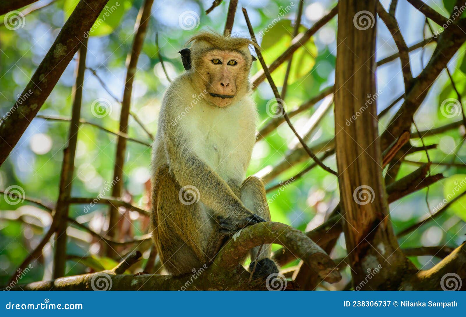 Toque Macaque Monkey Resting in a Tree Under the Shade. Yellow Eyes ...